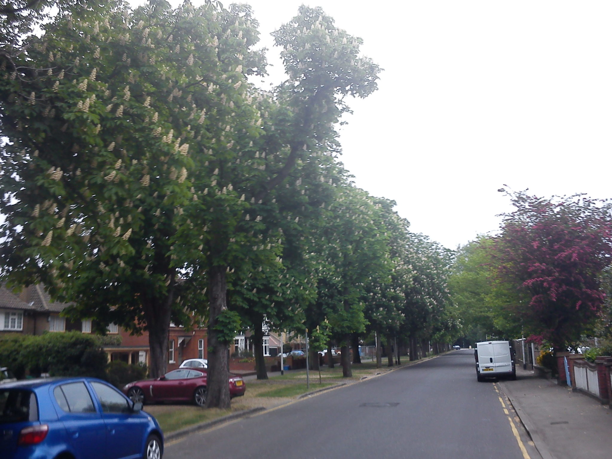 Peace breaks out over Wanstead trees – Wansteadium