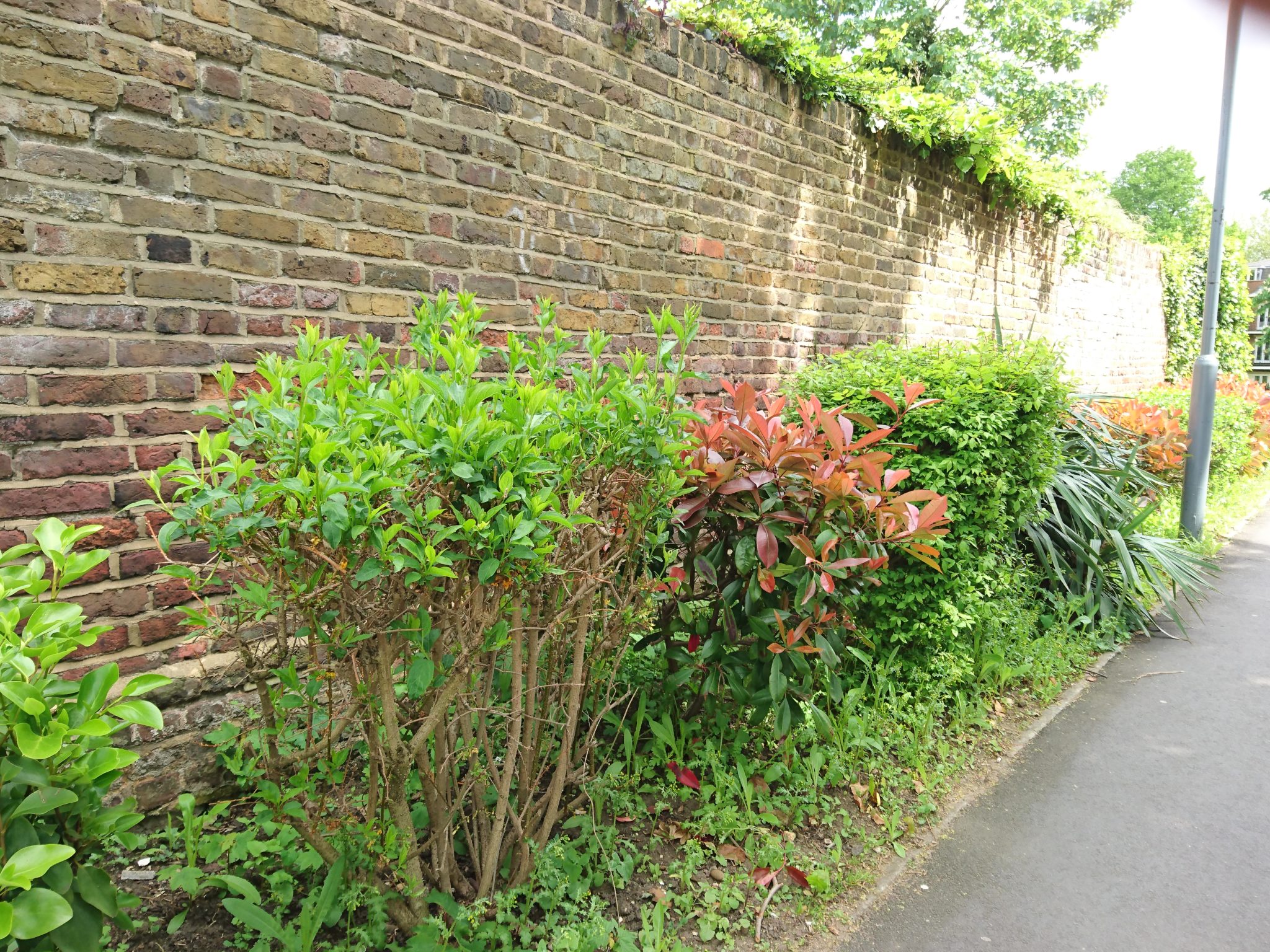 Wanstead Community Gardeners’ Projects – Grove Park Linear Bed ...
