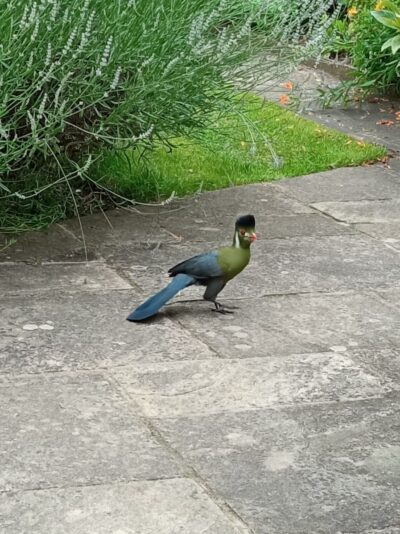 RIP Bob – Wansteadium