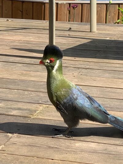 RIP Bob – Wansteadium